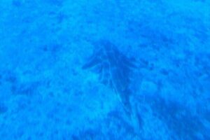 Submarine tour Tenerife: a 1 hour underwater experience